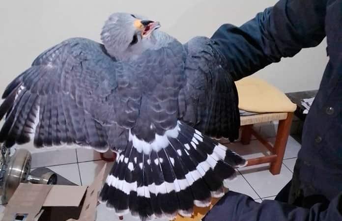 Ecología rescata a “gavilán pollero”