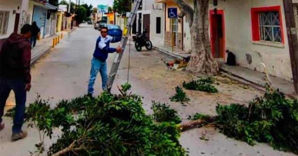 Podan los árboles de zona urbana