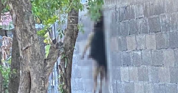Aparece perro colgado, en Col. Santa Lucía