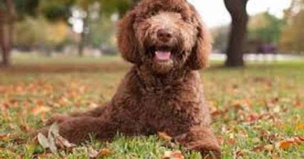 El vínculo emocional entre perros y humanos