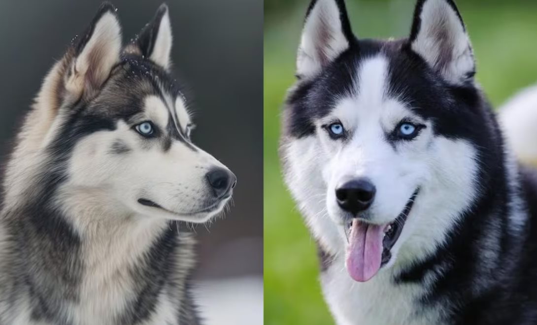 Todo sobre el husky siberiano: temperamento y cuidados