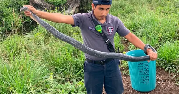 Viborón causa pánico a toda una familia