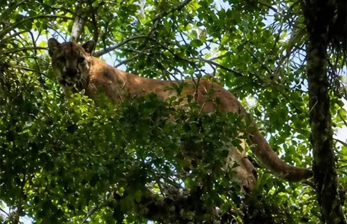 Captan a puma en comunidad de Xilitla