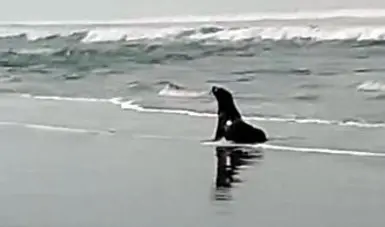 Protección Civil rescata lobo marino en Chiapas