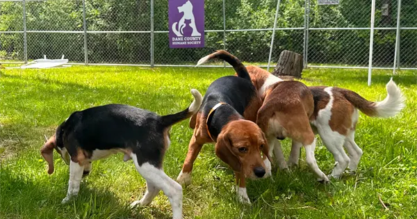 Big Dog Ranch Rescue traslada beagles tras cierre en Wisconsin