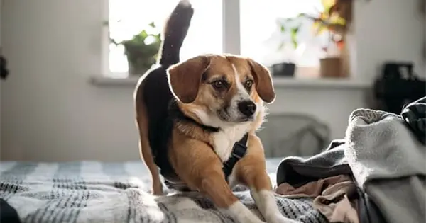 La felicidad en los animales