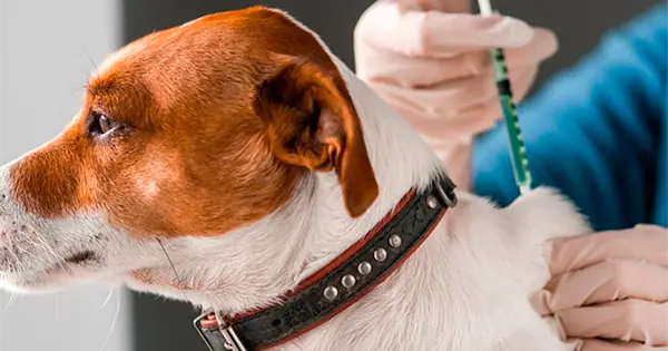 Necesario, prevenir la rabia con vacunación